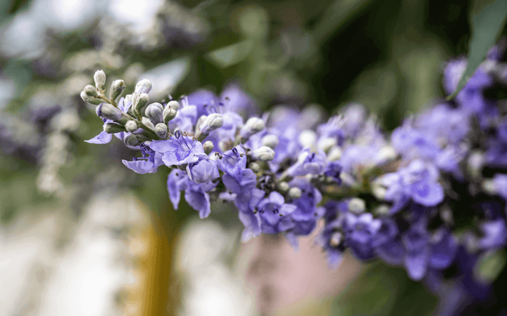 Buy Dried Chaste Tree Berries (Vitex Agnus-castus) Online - Essentially ...