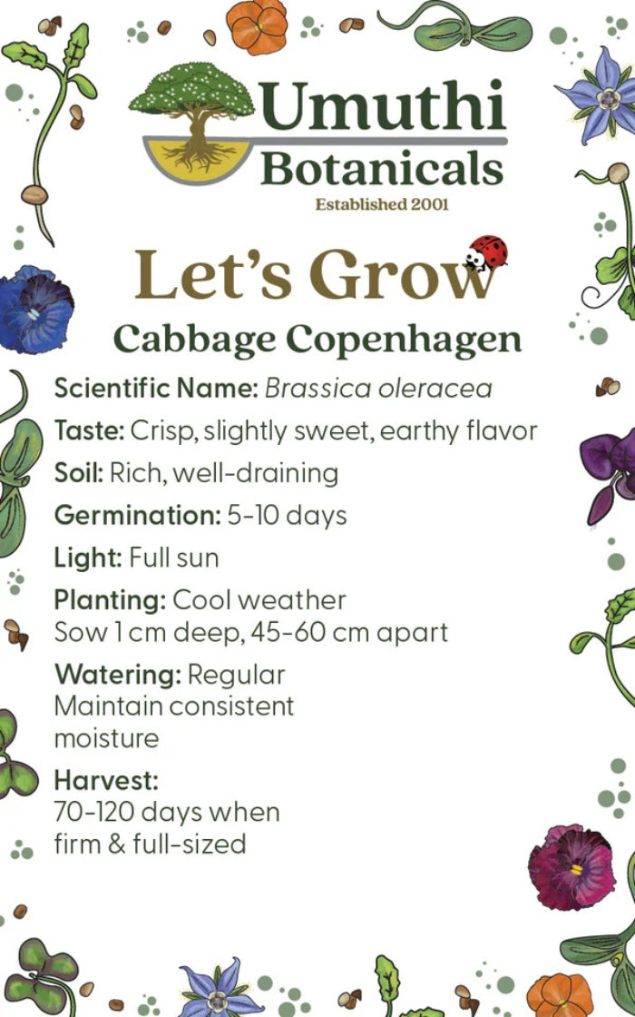 Buy Umuthi Cabbage (Copenhagen) Seeds Online - Essentially Natural